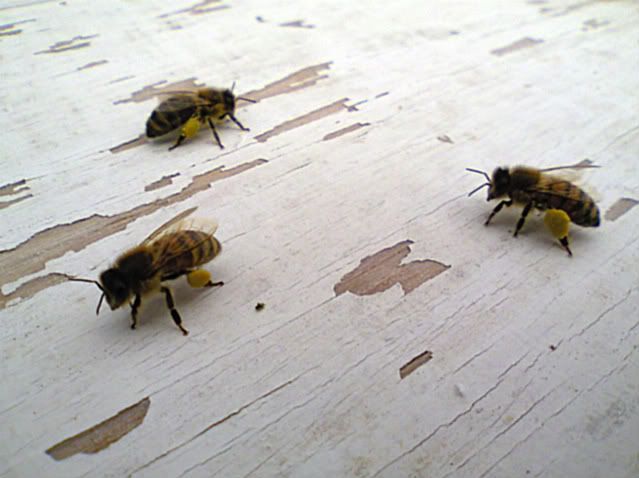 Some Random Photos | Beesource Beekeeping Forums